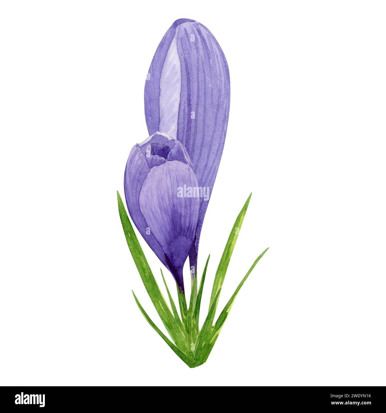 Purple crocuses, spring flowers. Hand painted watercolor floral ...