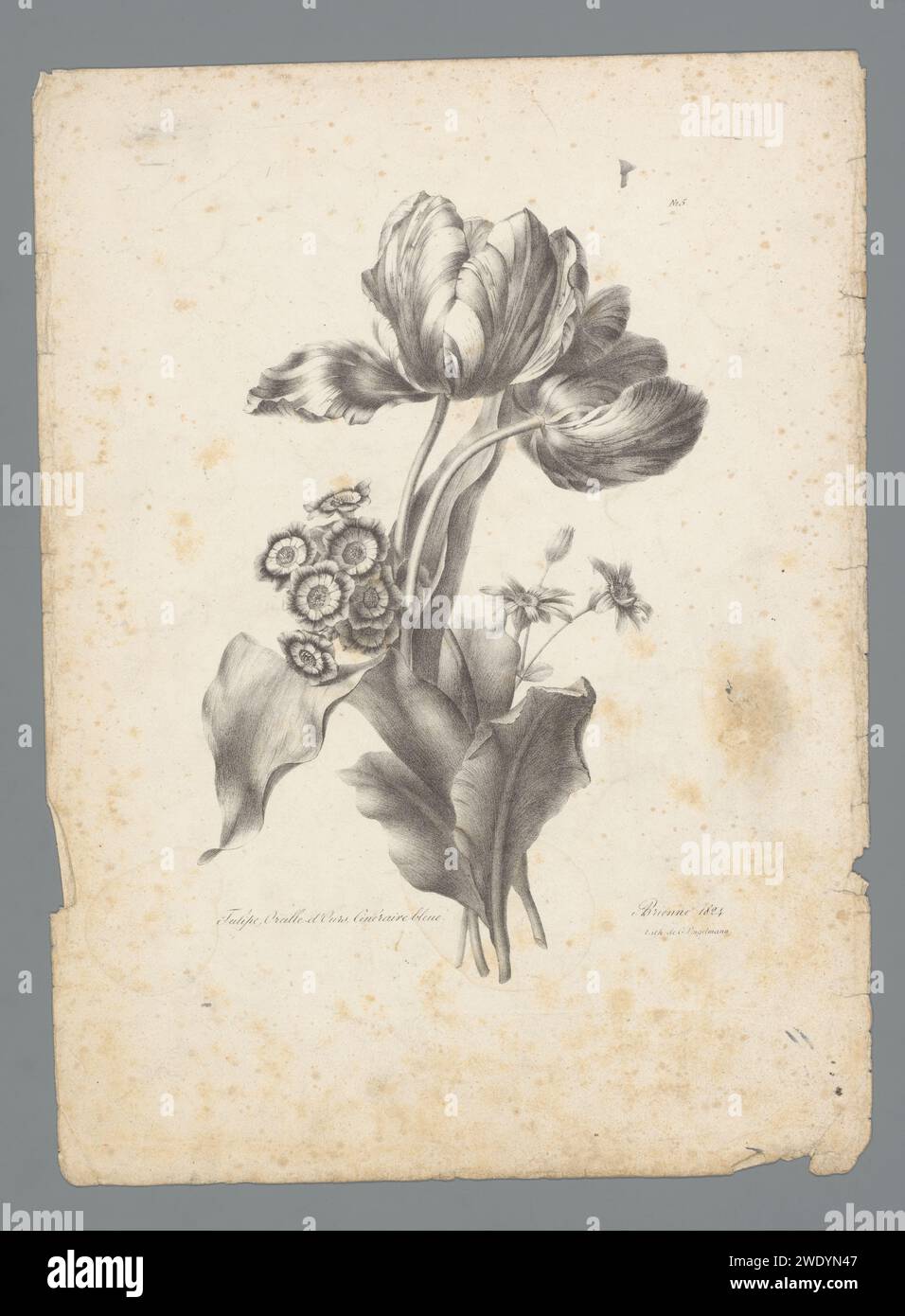 Bouquet with tulip, donkey ear and blue cineraria, Auguste Piquet de ...