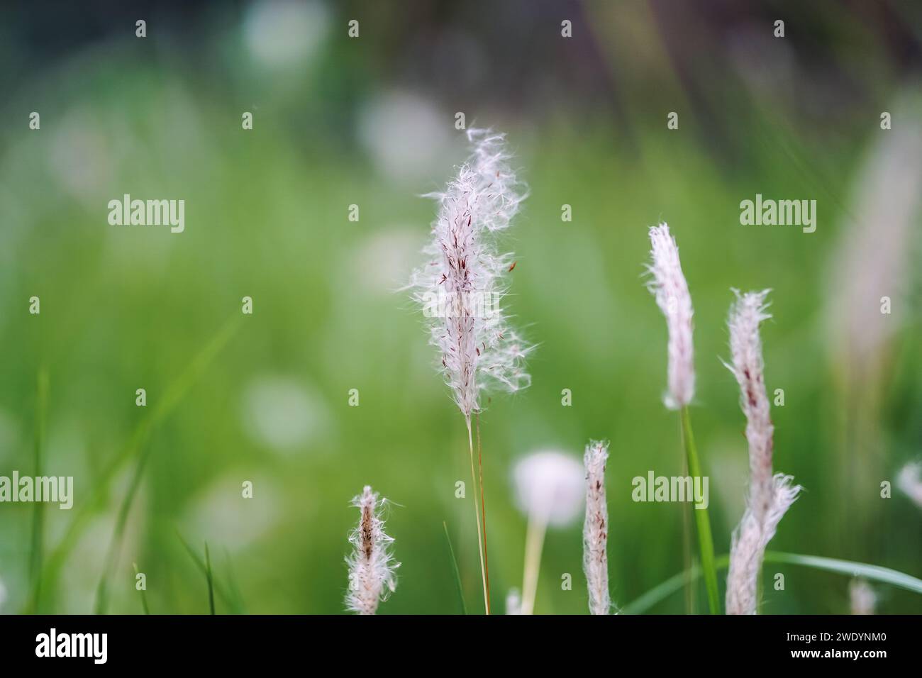 Cogon grass hi-res stock photography and images - Alamy