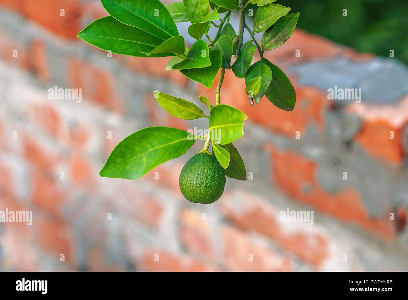 Valencia orange fruit hi-res stock photography and images - Alamy