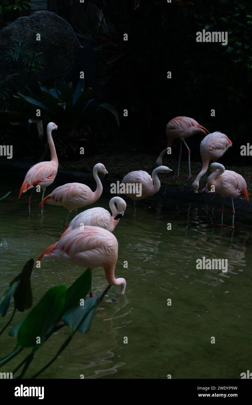 Flamingos drinking water in hi-res stock photography and images - Alamy