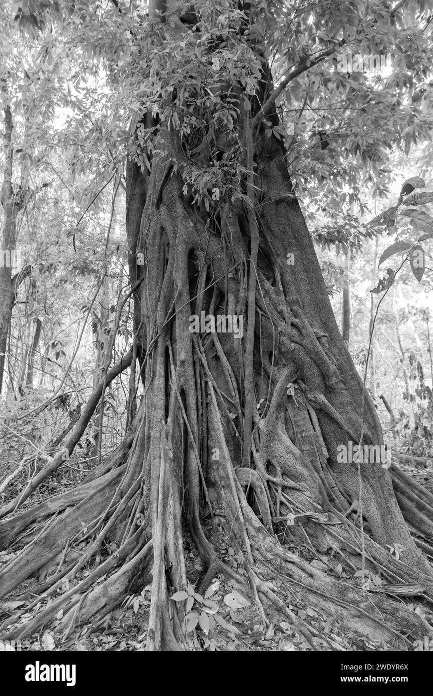 twisted tree. one twisted tree. twisted tree in forest. twisted tree ...