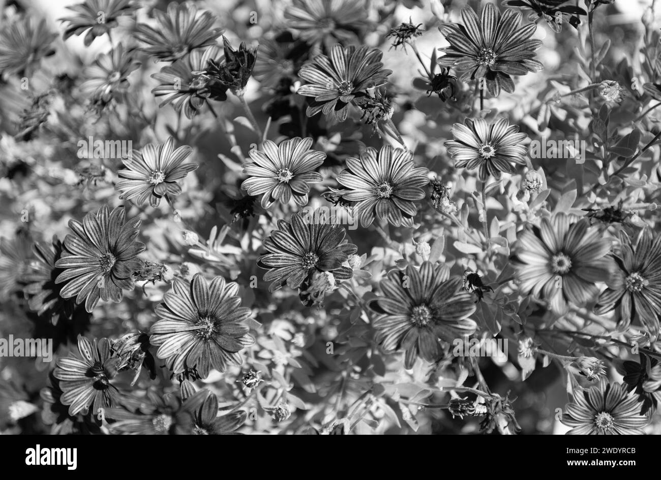 daisy flower background pink color. daisy flower background bright ...