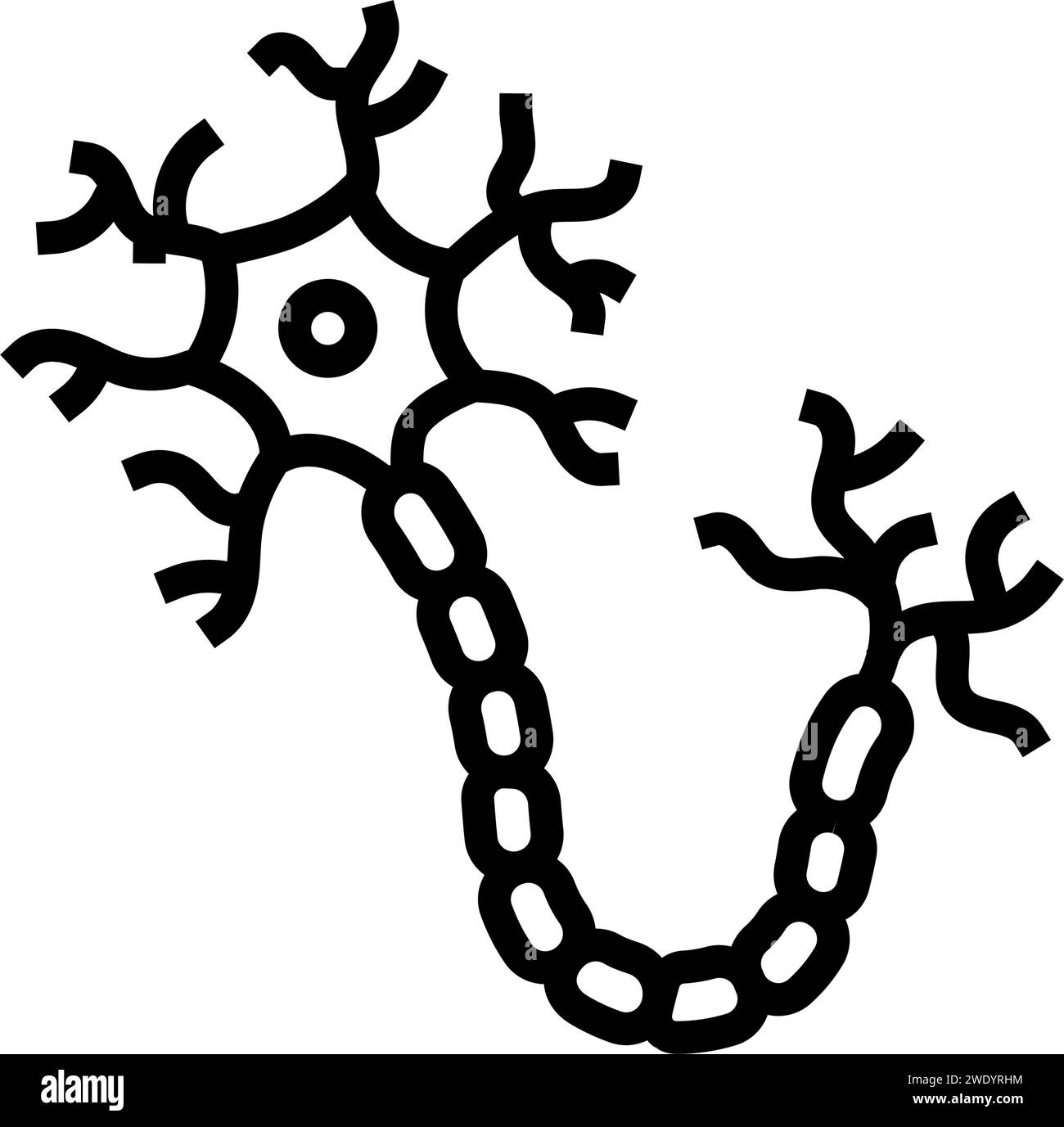 Neuron Structure Neuroscience Neurology Line Icon Vector Neuron