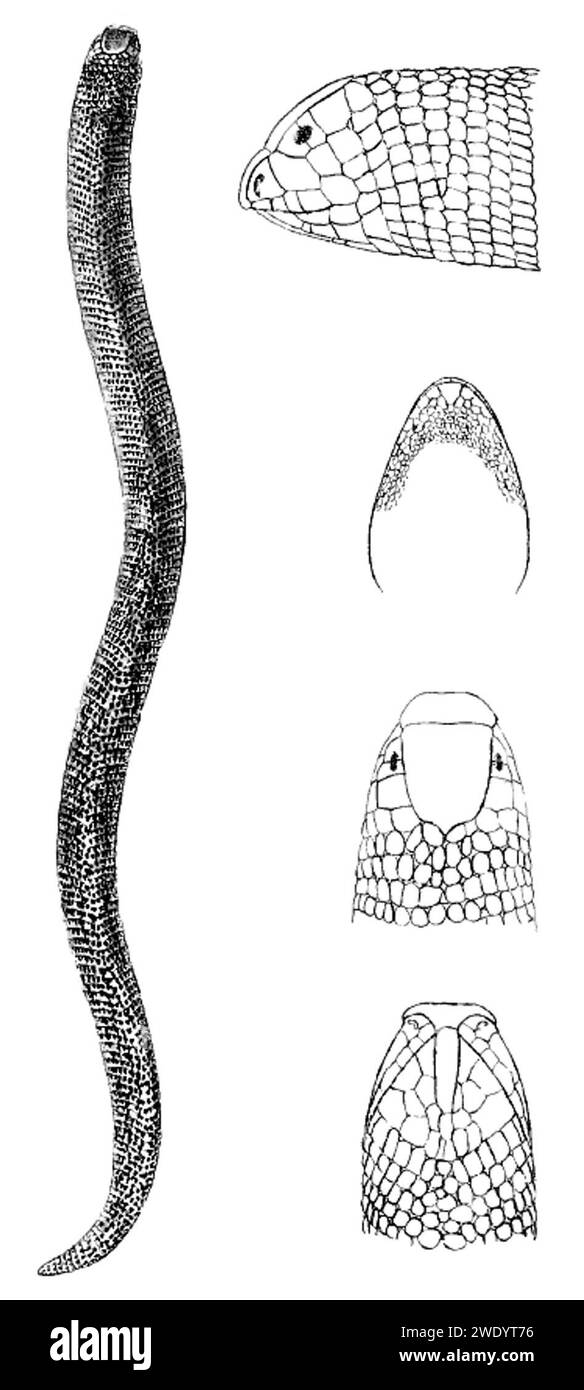 Arabicus hi-res stock photography and images - Alamy