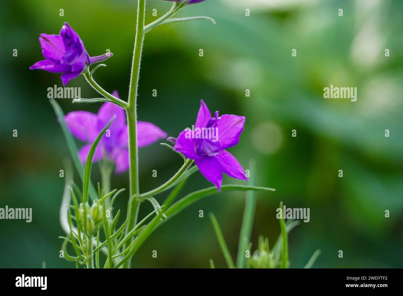 Purple star shaped flower Stock Photo - Alamy