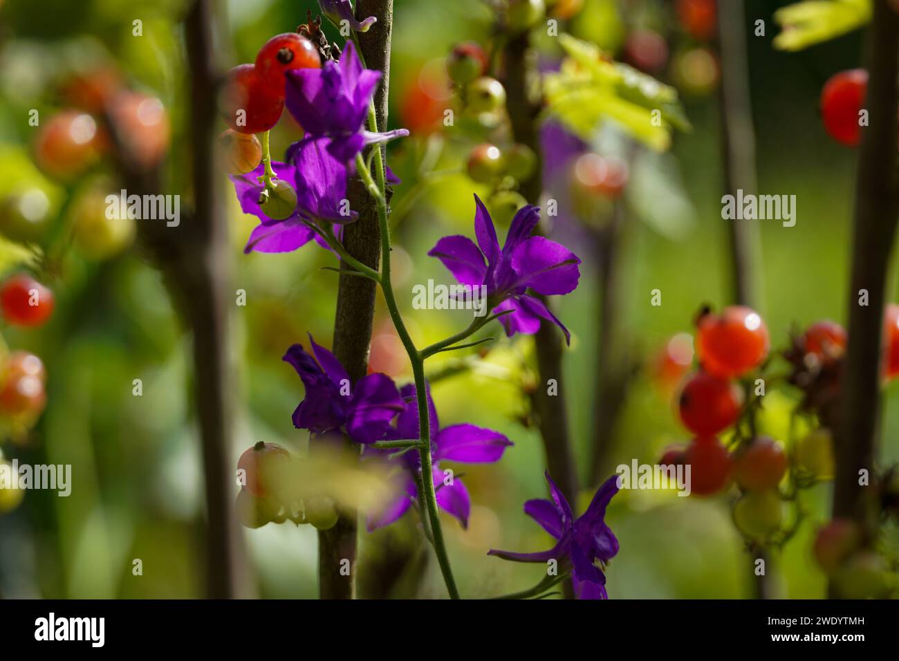 Purple star shaped flower hi-res stock photography and images - Alamy