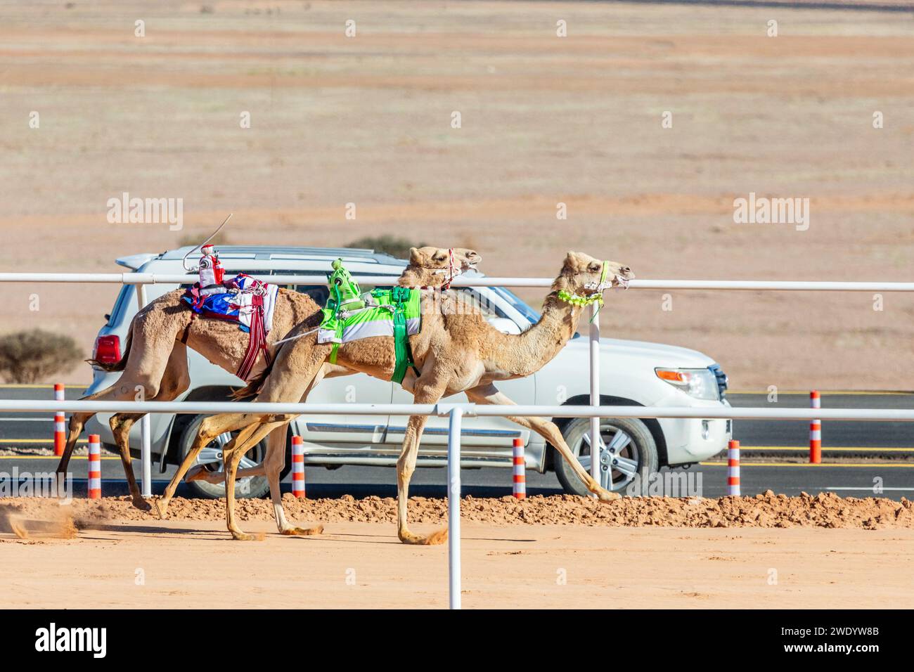 Racing camels competing for the king's cup, with supporting car in the ...