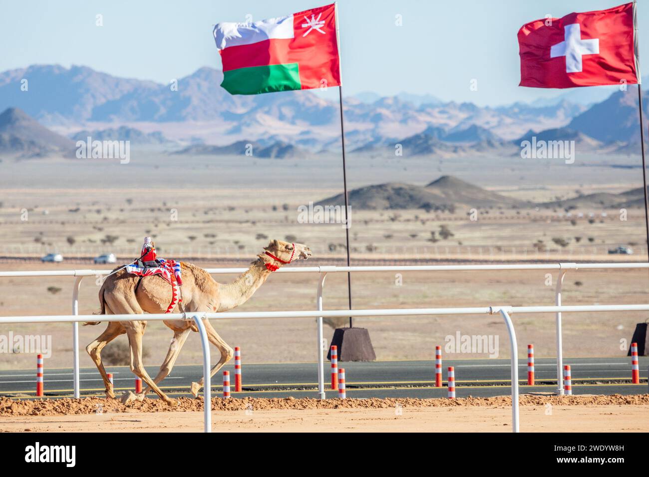 Camel racing for the king's cup with Oman and Swiss flags in the ...