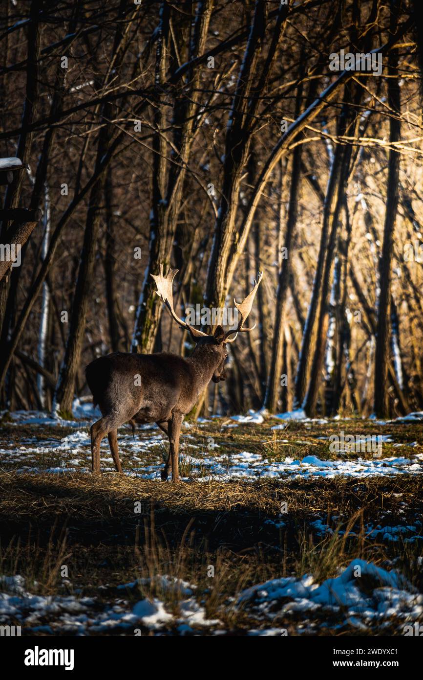 Deer walking in the forest with direct sunlight Stock Photo - Alamy