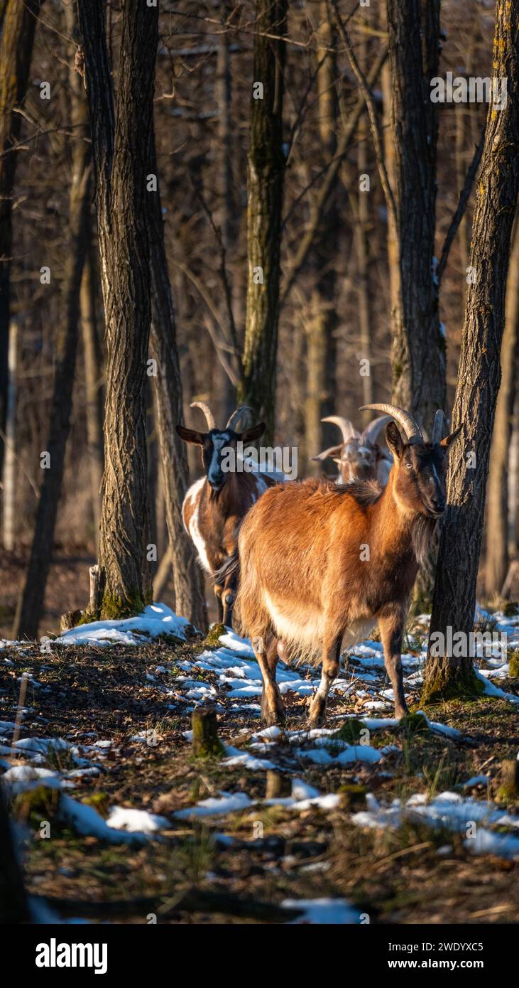 Pack of goats hi-res stock photography and images - Alamy