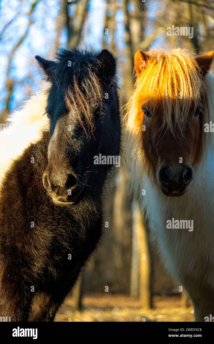 Two pony horses in the direct sunlight Stock Photo - Alamy