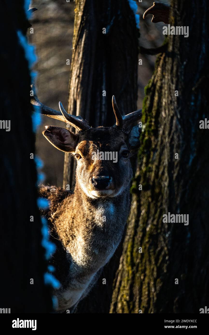 Walking between trees hi-res stock photography and images - Alamy