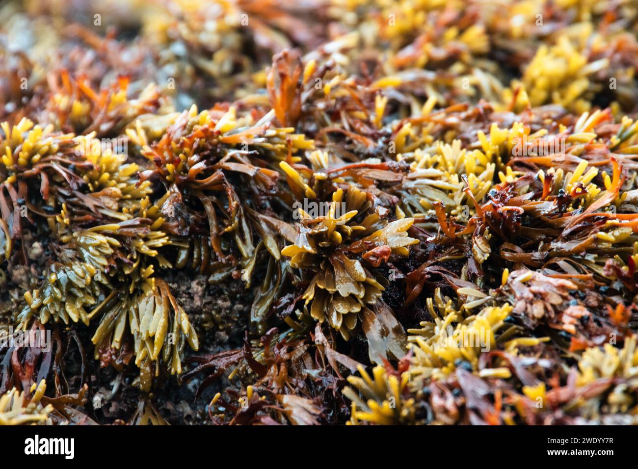 Close up on small colorful clumps of seaweed clinging to the rocky ...