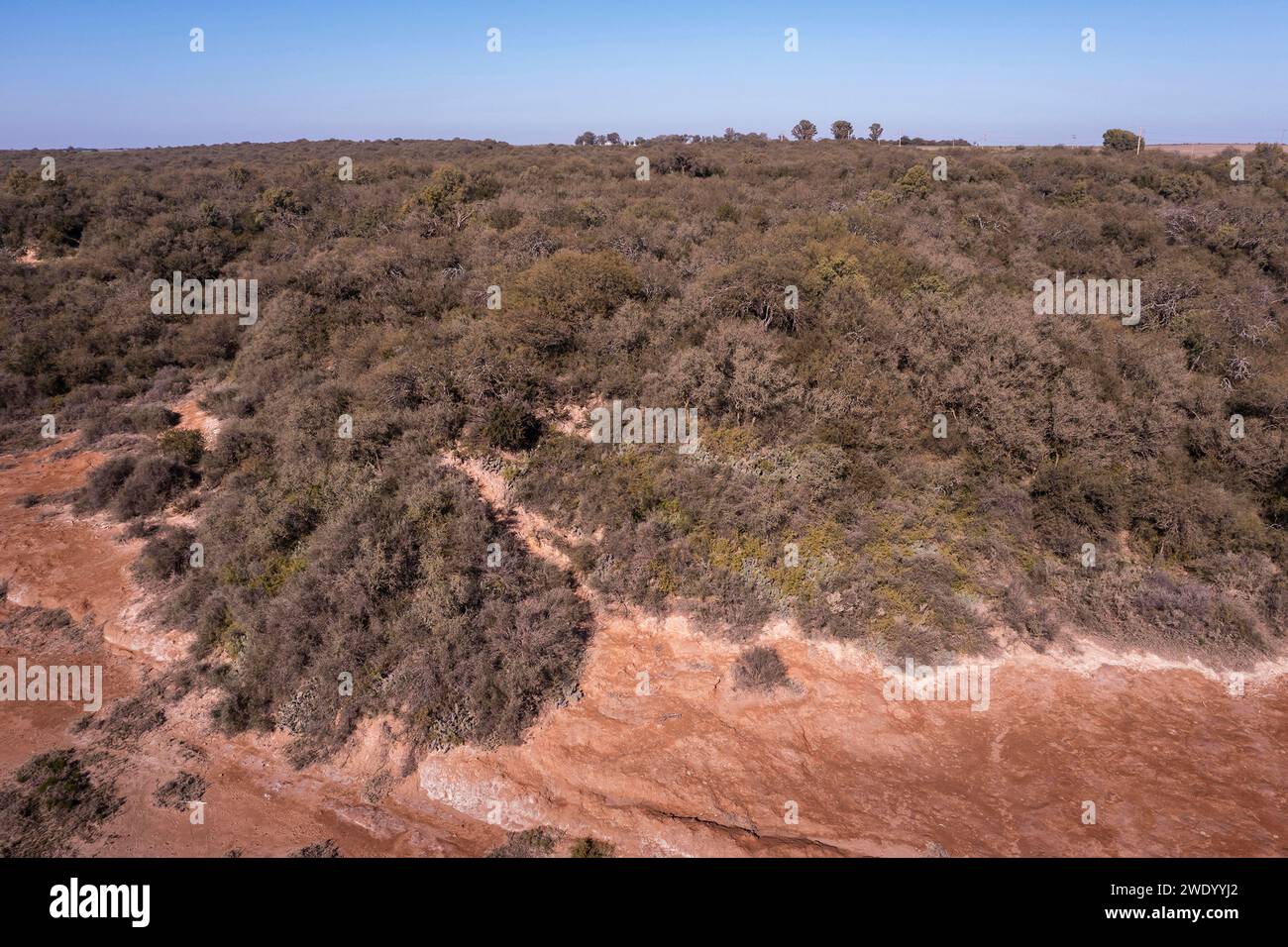 Pampas forest, Calden tree, Prosopis Caldenia, endemic species in La ...