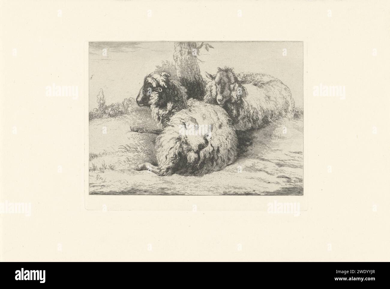 Lying sheep, Pieter Gerardus van Os, 1900 - 1943 print Netherlands ...