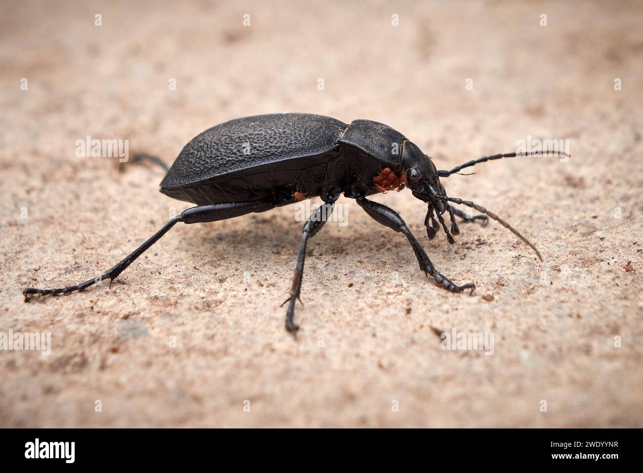 Carabus coriaceus bug or Ground Beetle with babies Stock Photo - Alamy