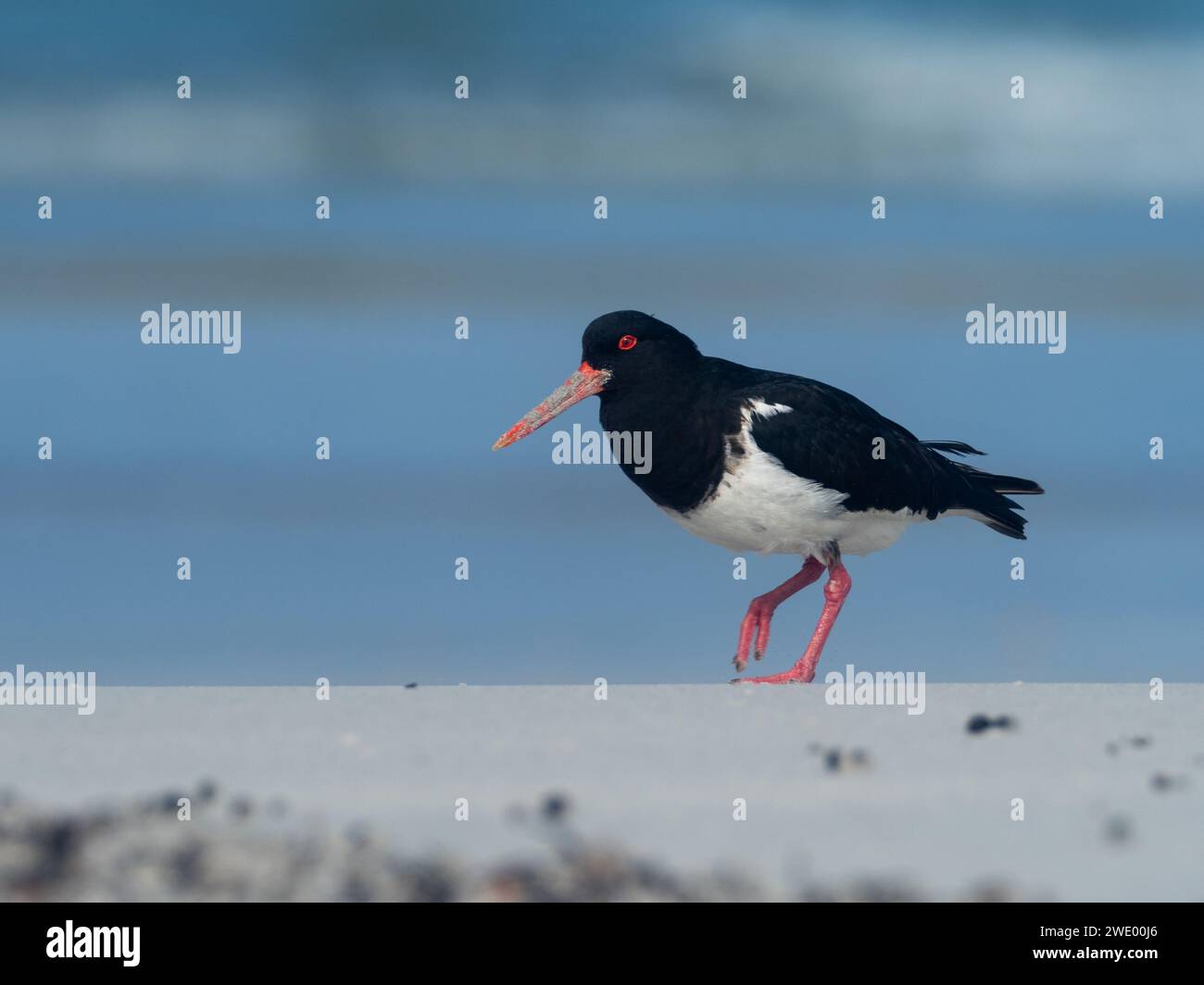 Chatham Oystercatcher, Haematopus chathamensis, an endemic bird to the ...