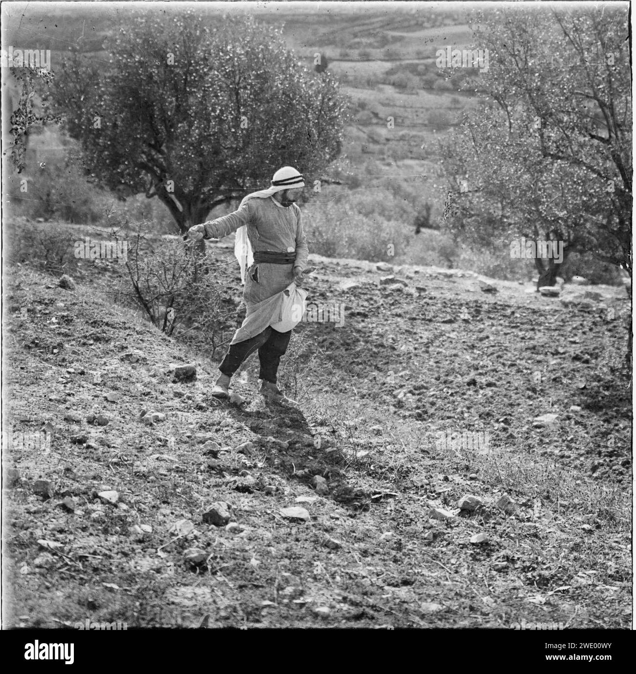 Agriculture, etc. Sowing grain Stock Photo - Alamy
