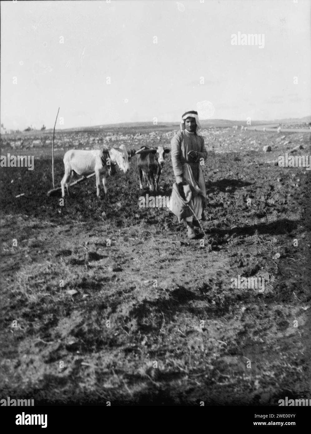 Agriculture, etc. Sowing a field near Rama showing a cow and donkey ...