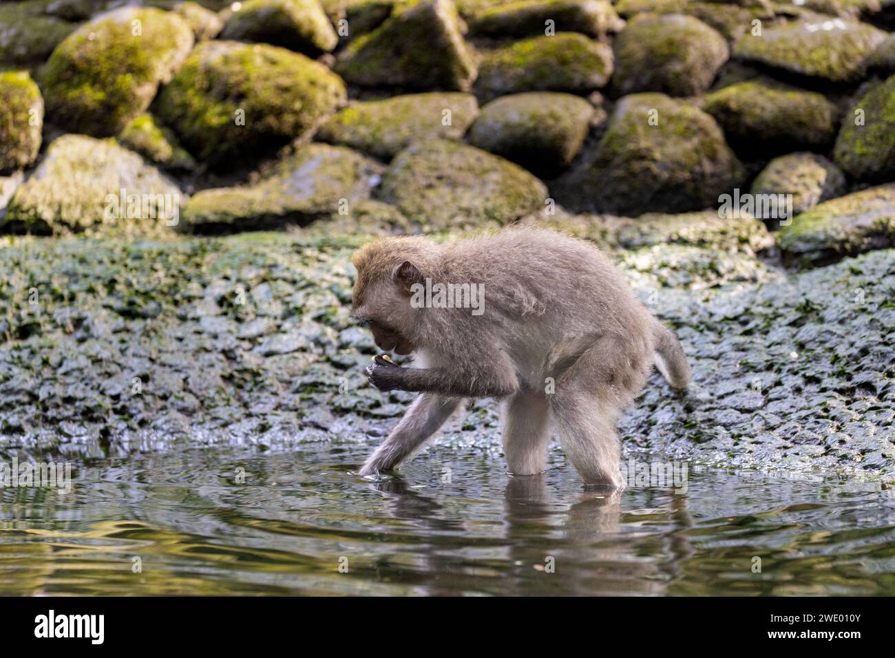 Jungle animals together hi-res stock photography and images - Alamy