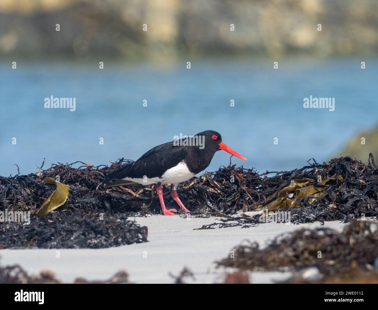 Chatham Oystercatcher, Haematopus chathamensis, an endemic bird to the ...