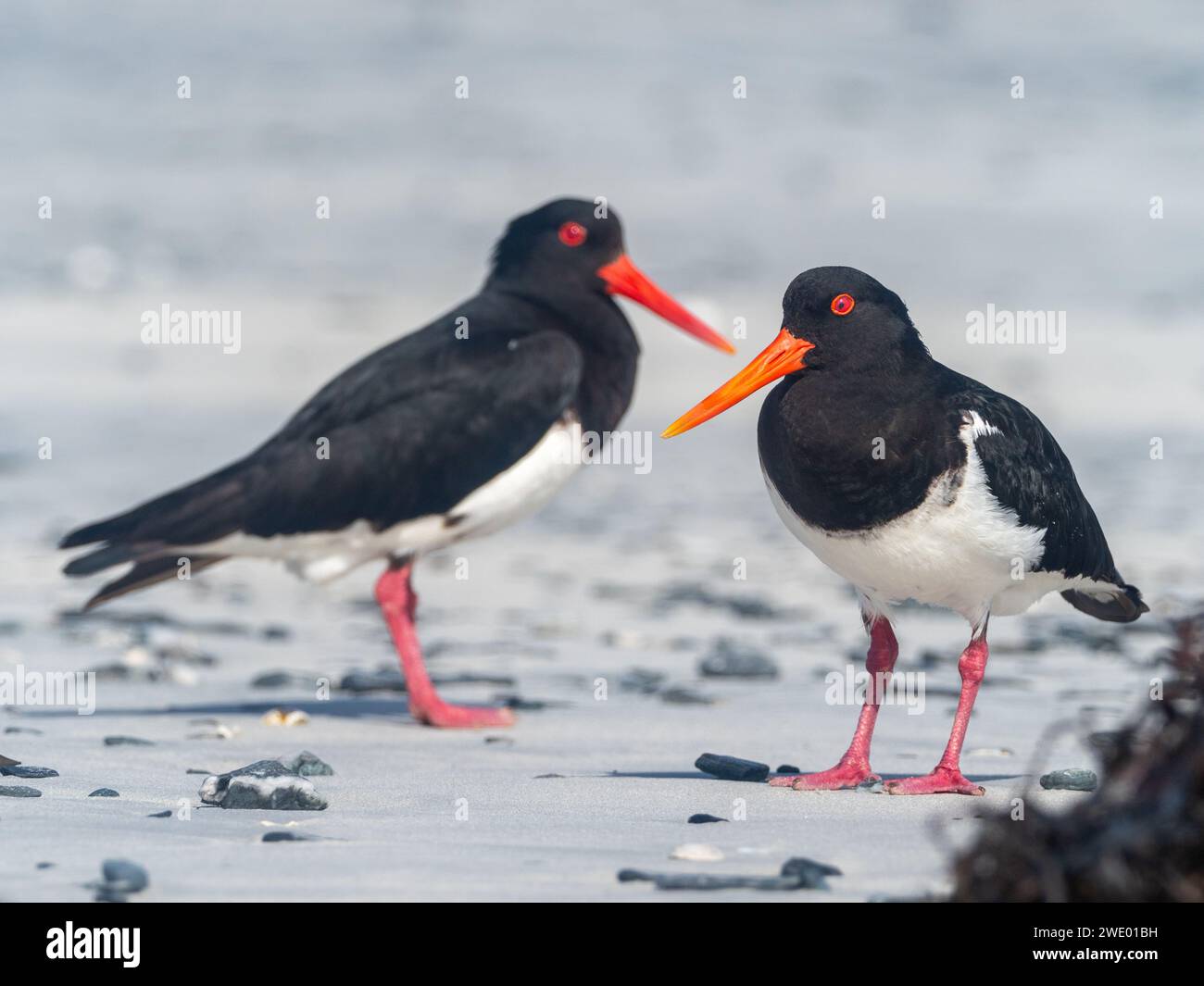 Haematopus chathamensis hi-res stock photography and images - Alamy
