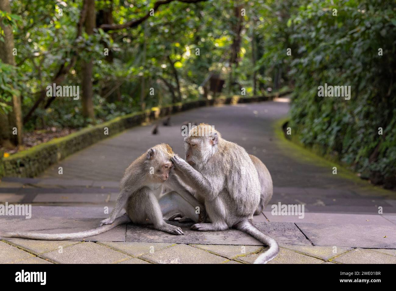 The crab-eating macaque (Macaca fascicularis) grooming in Monkey forest ...