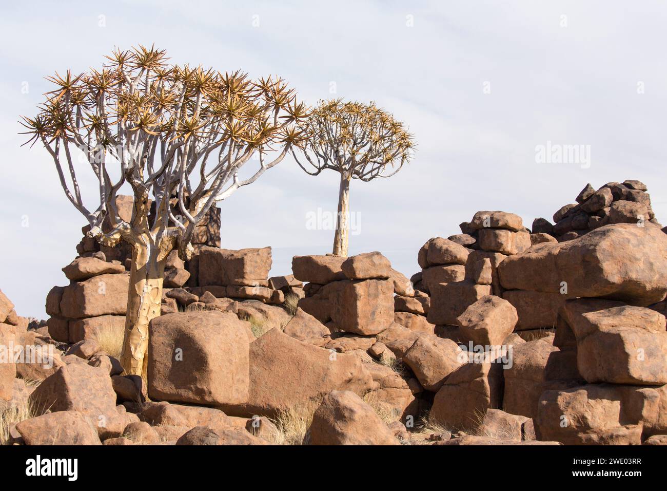 Nice landscape with quiver tree in Namibia Stock Photo - Alamy