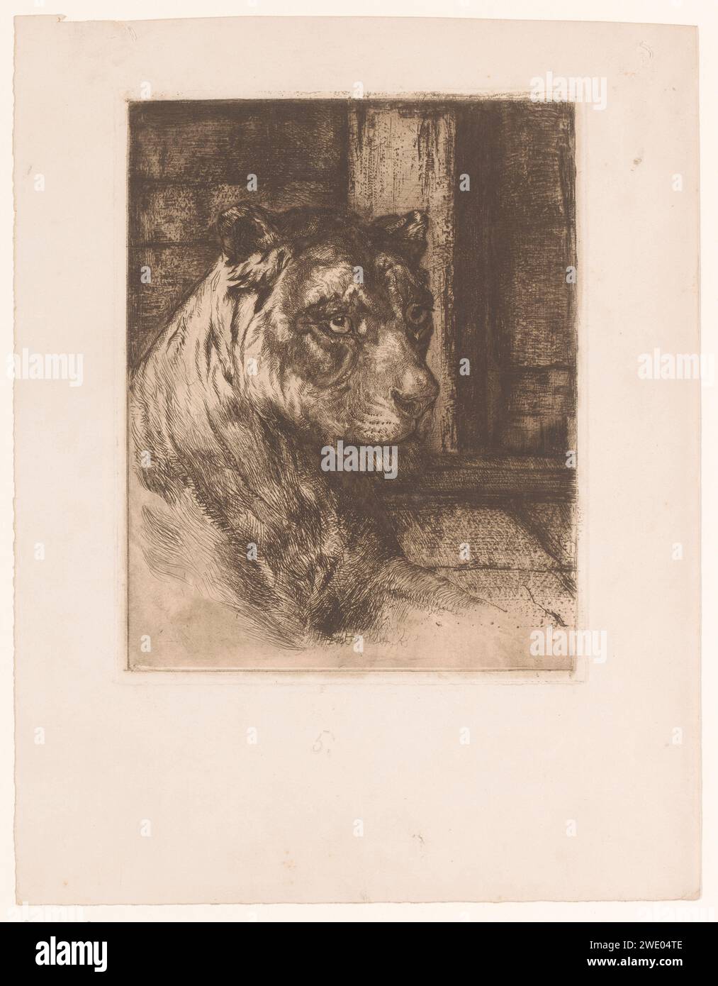 Head of a lying lioness, Joseph Schippers (attributed to), 1878 - 1913 ...