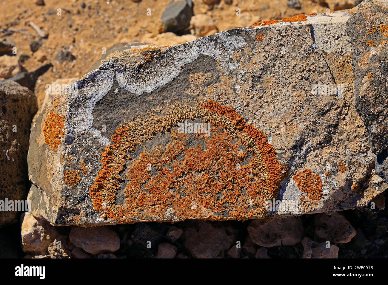 Rust coloured lichen on a rock, Fuerteventura, Canary Islands. Taken ...