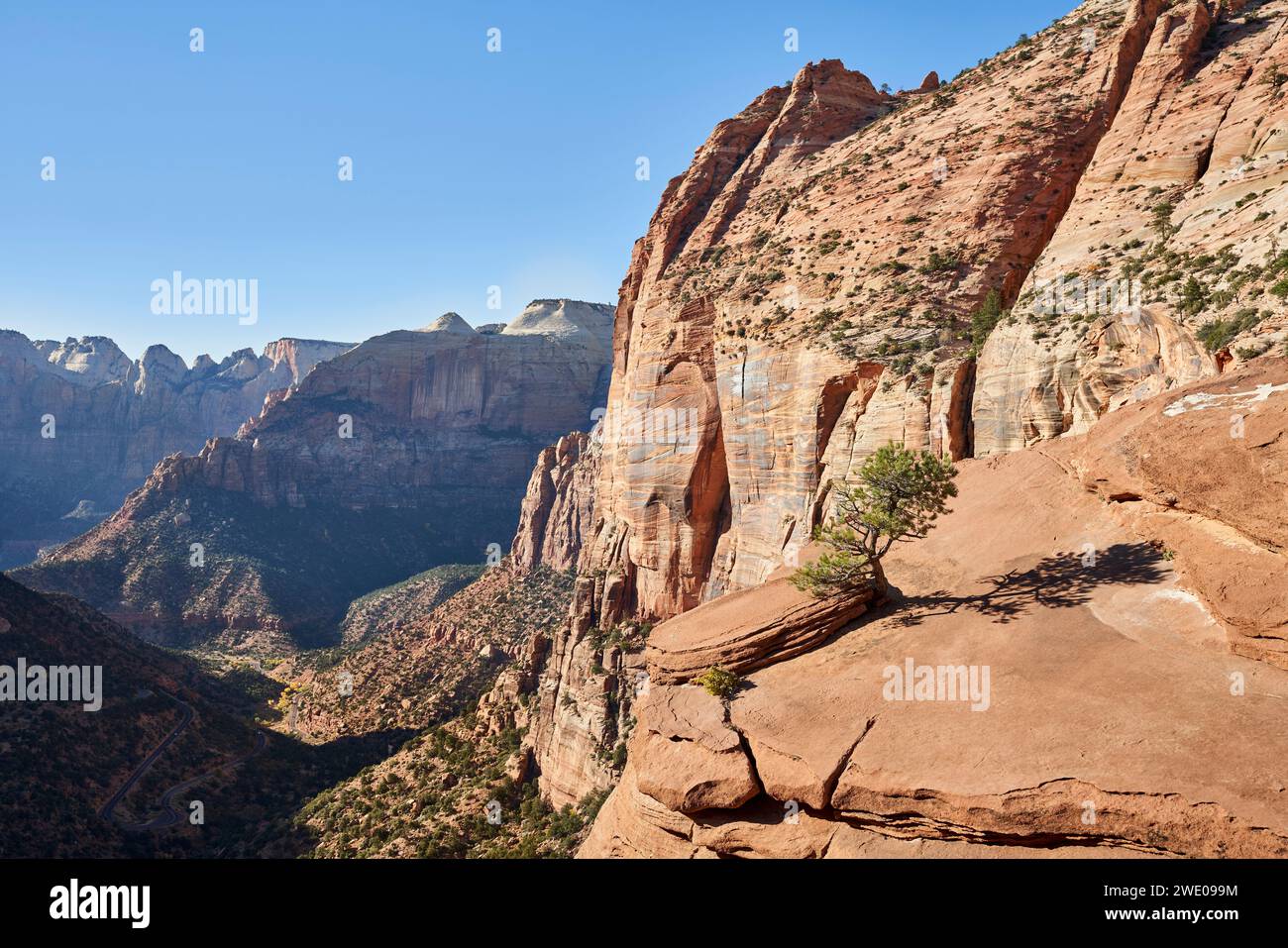 A single tree grows out of a rock overlooking a steep valley in zion ...