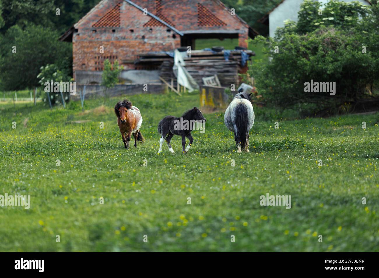 Free range animals hi-res stock photography and images - Alamy