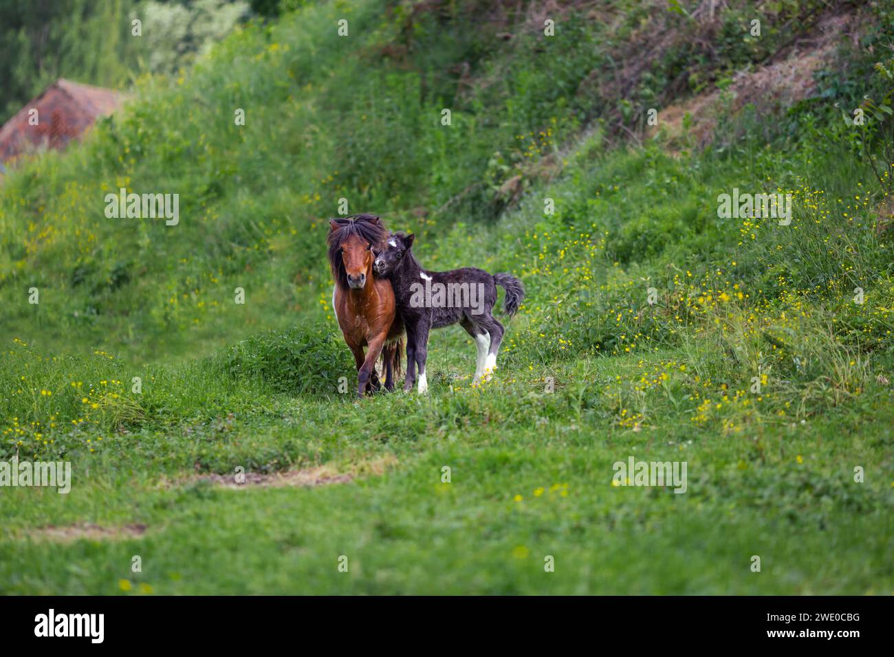 Free range animals hi-res stock photography and images - Alamy