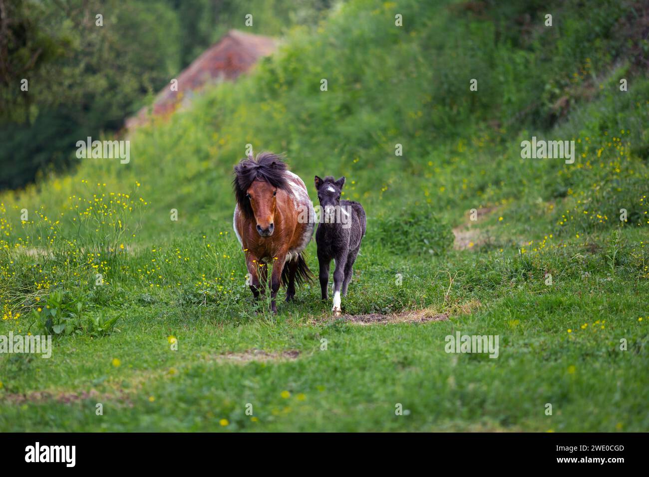 Free range animals hi-res stock photography and images - Alamy