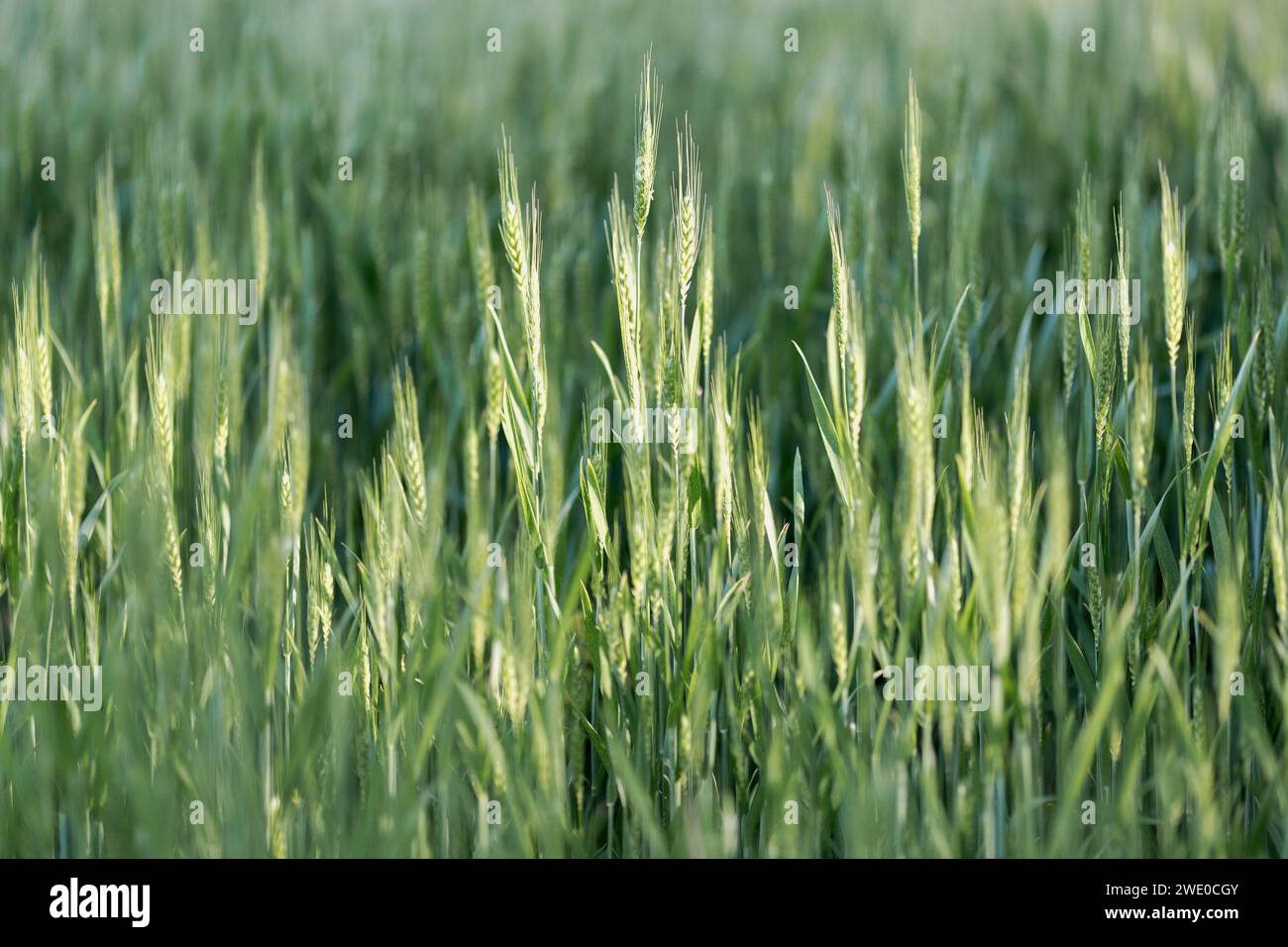 Tall plant growing hi-res stock photography and images - Alamy