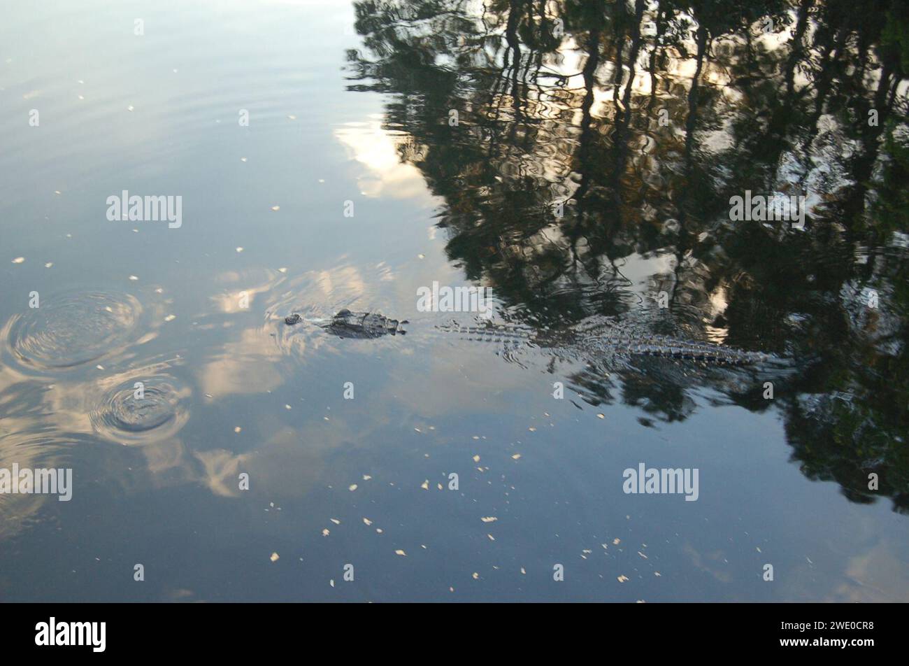 Alabama's Coastal Connection - Alligator at Alligator Lake Stock Photo ...