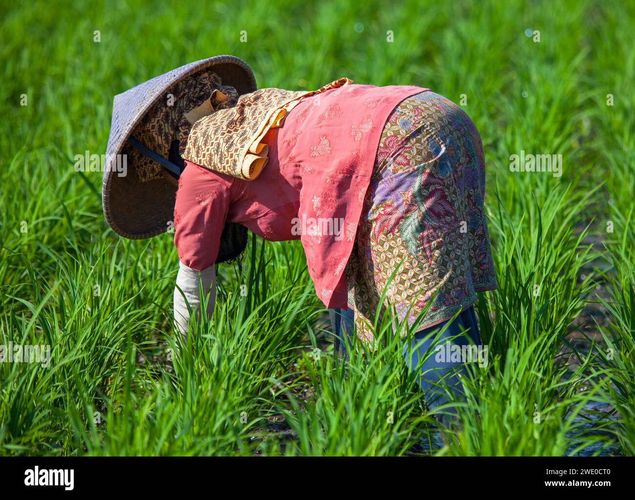 Farming land in Soreang near Ciwidey in West Java, Indonesia Stock ...