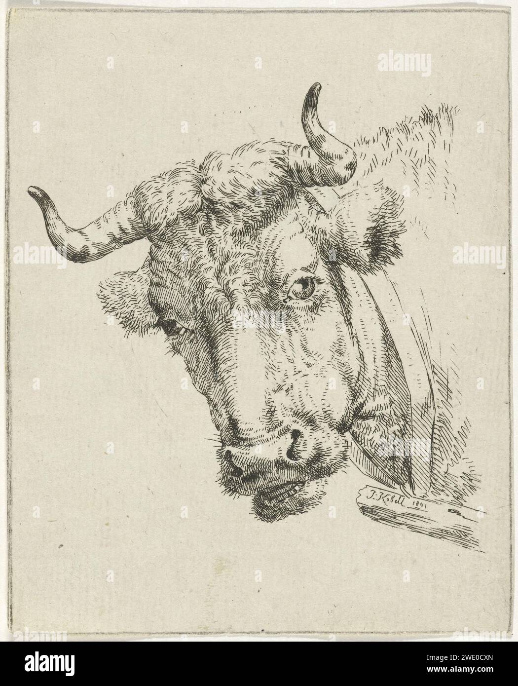 Cow's head, Jan Kobell (II), 1801 print Cow head seen from the front ...