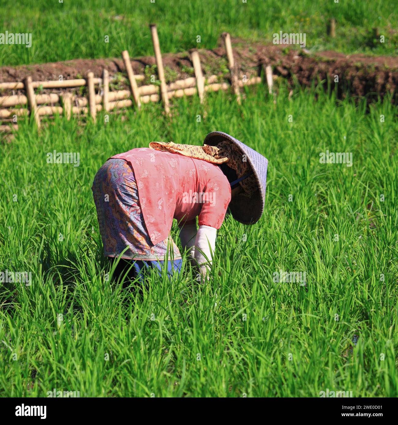Farming land in Soreang near Ciwidey in West Java, Indonesia Stock ...