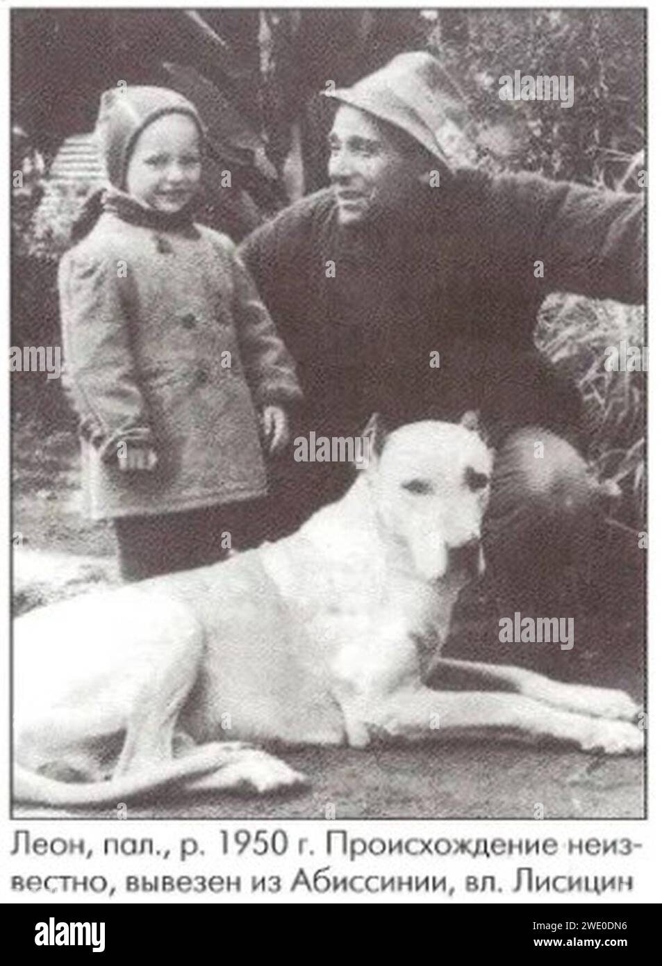 Alano Cut Out Stock Images & Pictures - Alamy