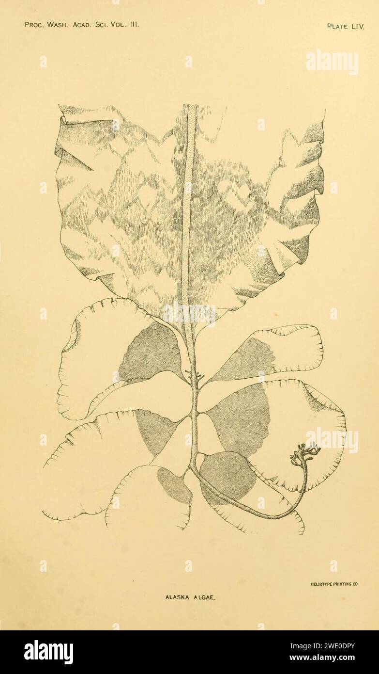 Alaria hi-res stock photography and images - Alamy