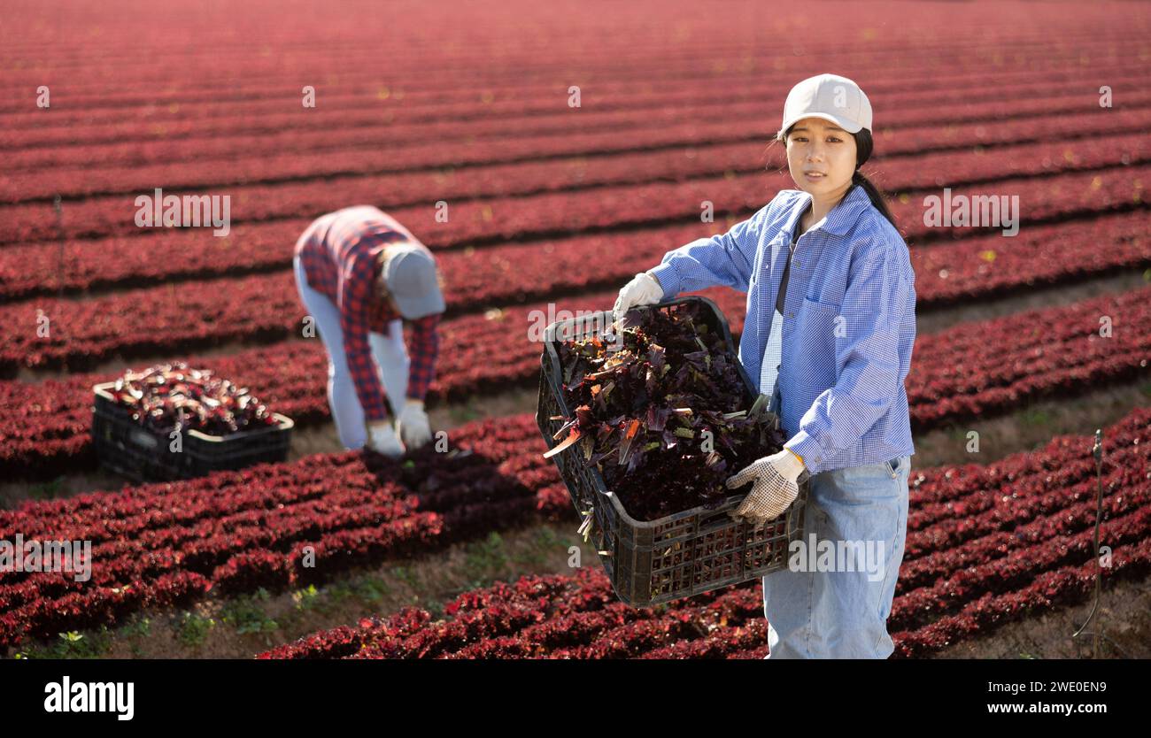 Young asian woman carries box of fresh red lettuce crops in farmer ...