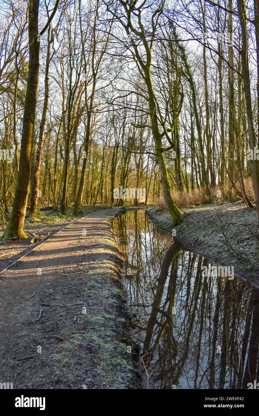 Trees on a frost covered bank of a stream reflecting in the water as ...