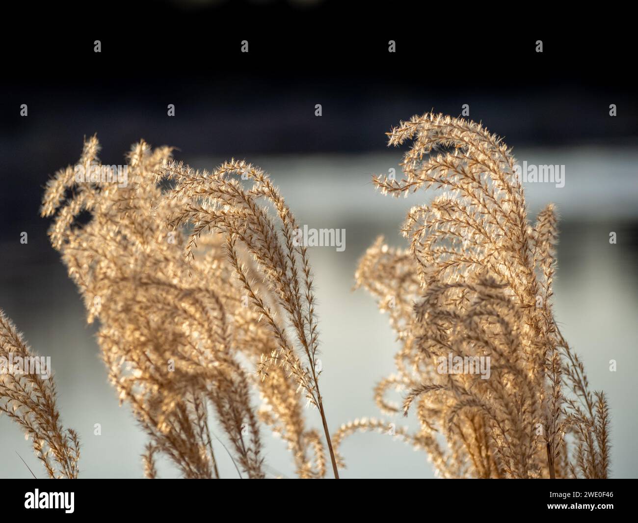 Amidst the serene ambiance of a lake, slender grass with feathery ...