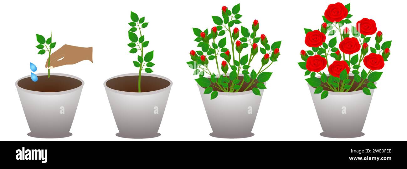Growth cycle of a potted rose on a white background Stock Vector Image ...