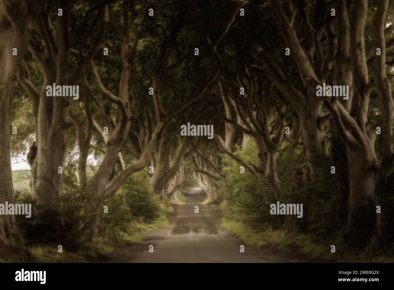 The Dark Hedges, an avenue of beech trees along the Bregagh Road ...