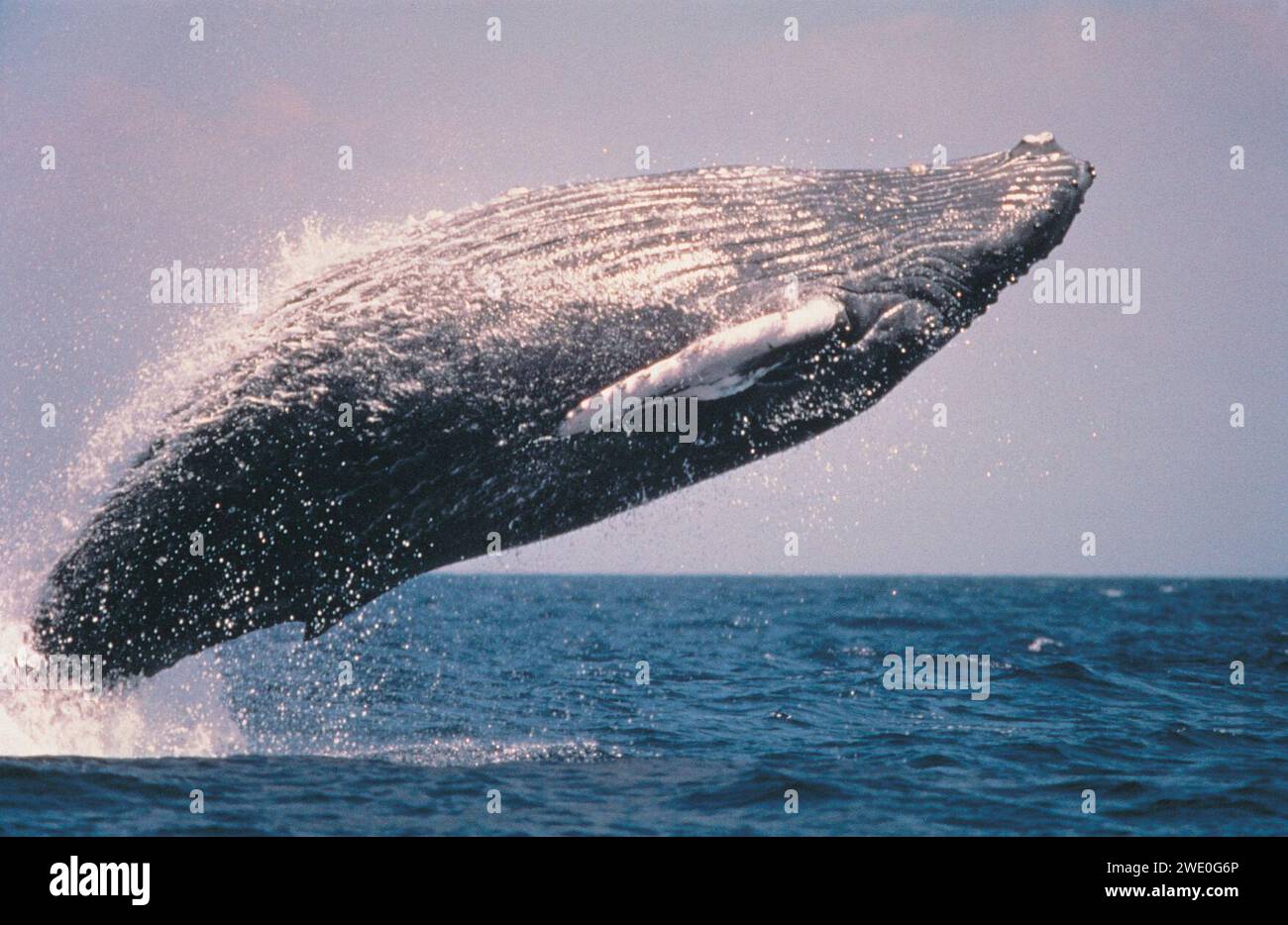 Humpback highway hi-res stock photography and images - Alamy