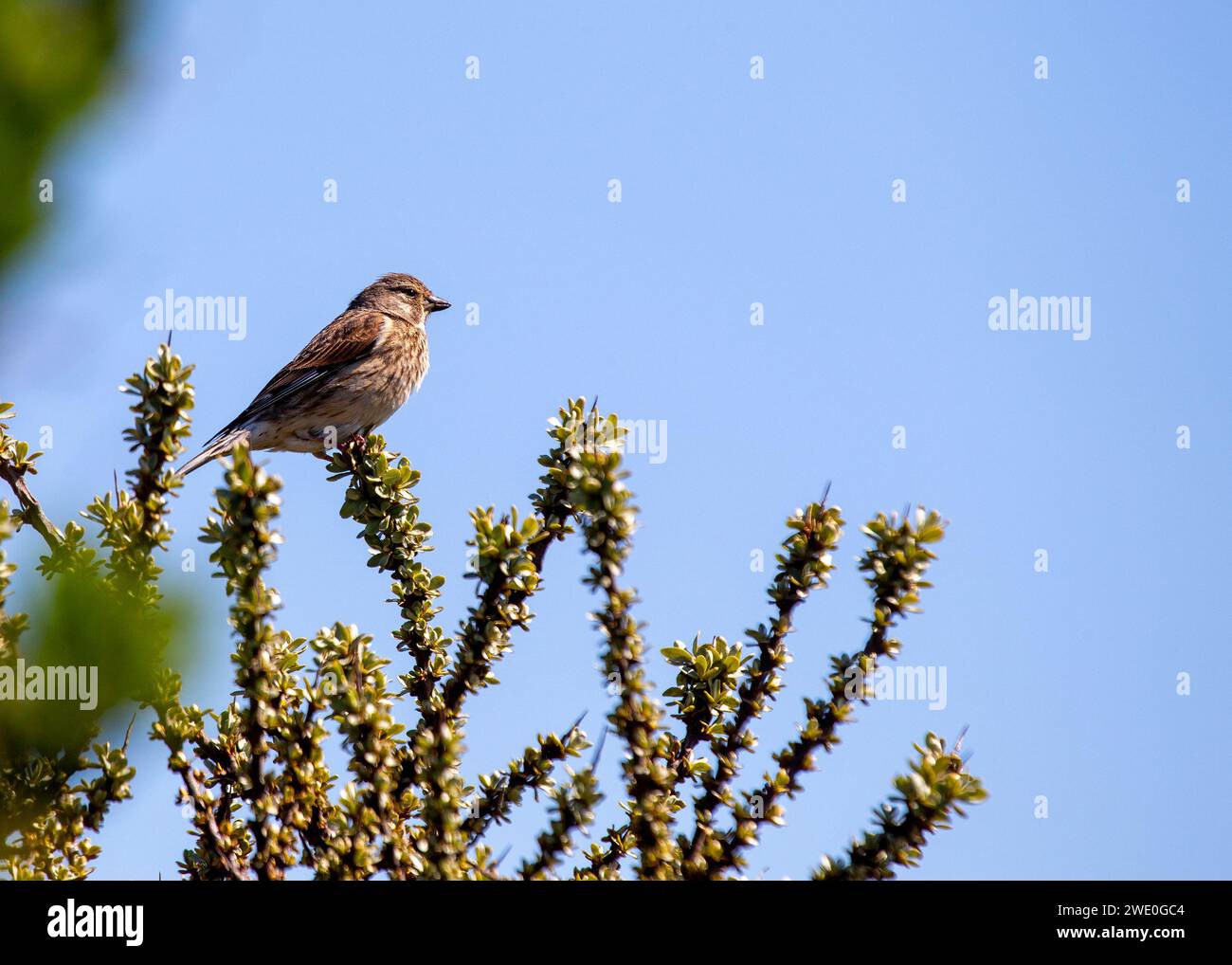 Charming Linnet (Linaria cannabina) perched amid the scenic beauty of ...