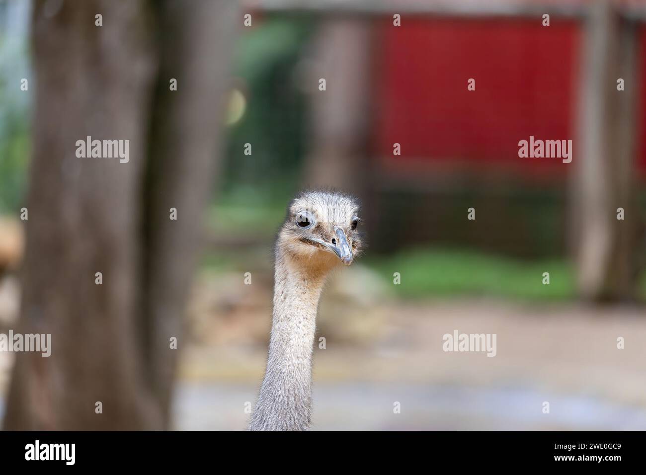 Flightless bird scenic hi-res stock photography and images - Alamy